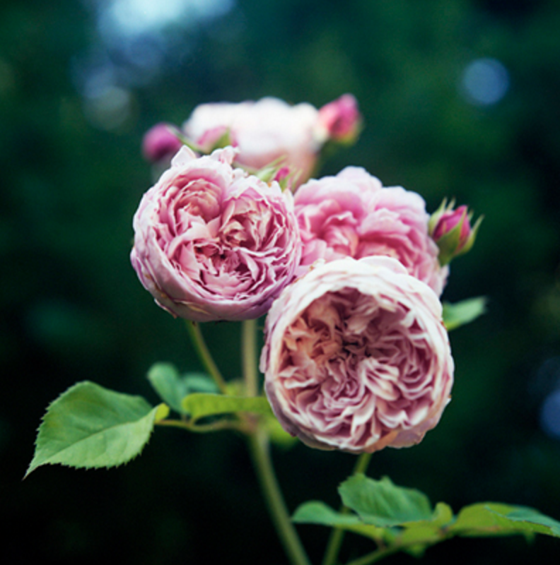Garden Inspiration